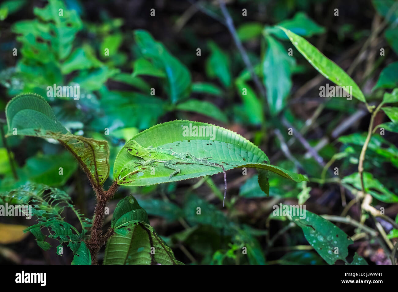 Amazon forest dragon hi-res stock photography and images - Alamy