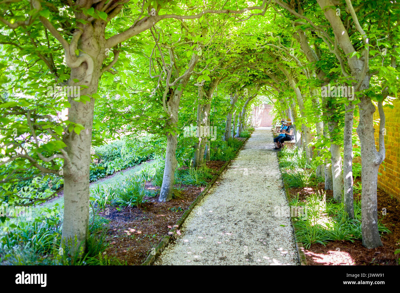 USA Virginia VA Colonial Williamsburg Spring gardens A tree tunnel at ...
