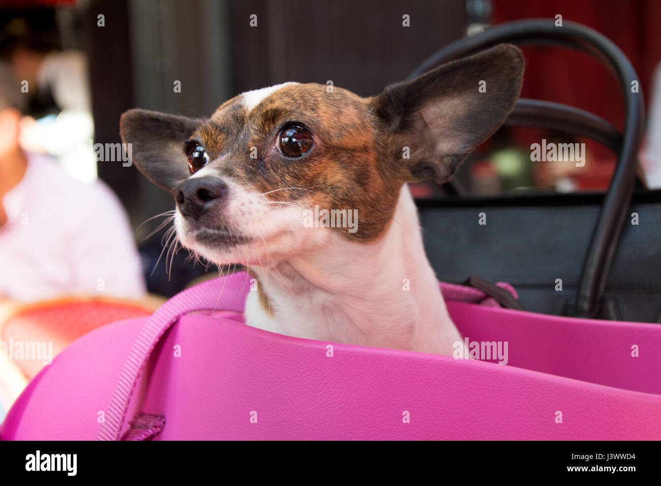 Cute little dog Jack Russel on a café Stock Photo - Alamy