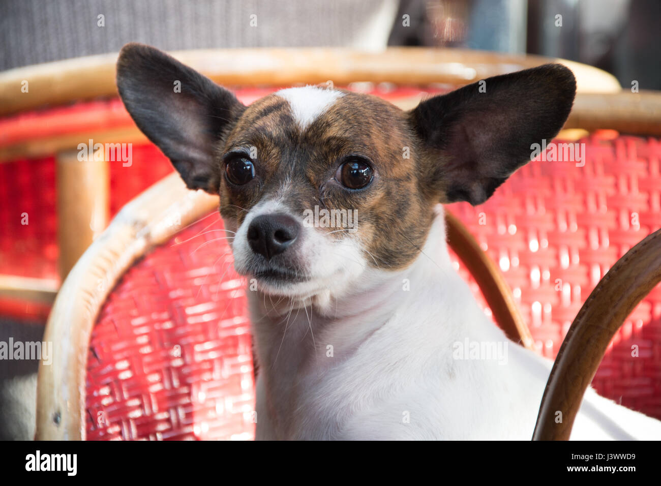 Cute little dog Jack Russel on a café Stock Photo - Alamy