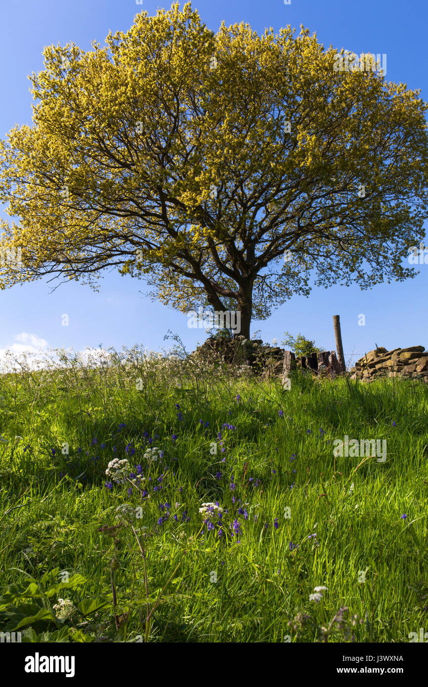 Wingfield Park, Derbyshire, U.K. 7th May 2017. Warm spring sunshine in ...