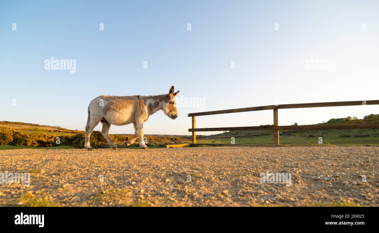 New Forest donkey walking over a bridge in the Hampshire national park ...