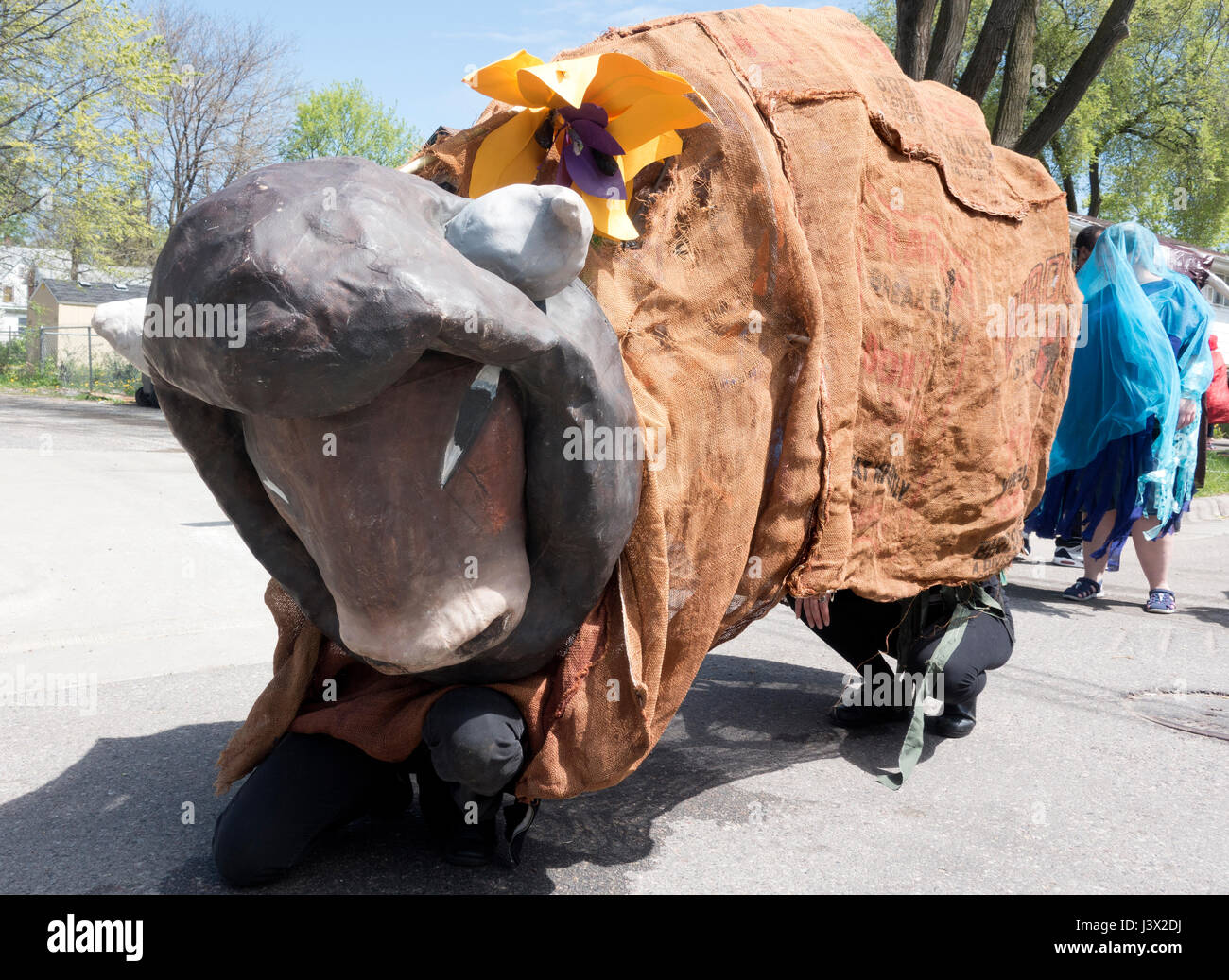 Minneapolis, Minnesota, USA. 7th May, 2017. Large water buffalo puppet ...
