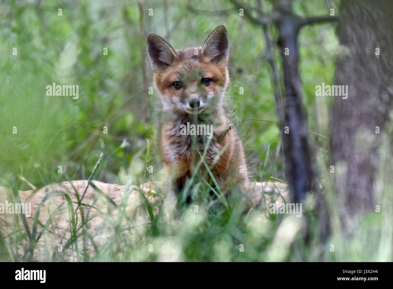 Maryland, USA. 7th May, 2017. Red fox kit (Vulpes vulpes) hiding behind ...