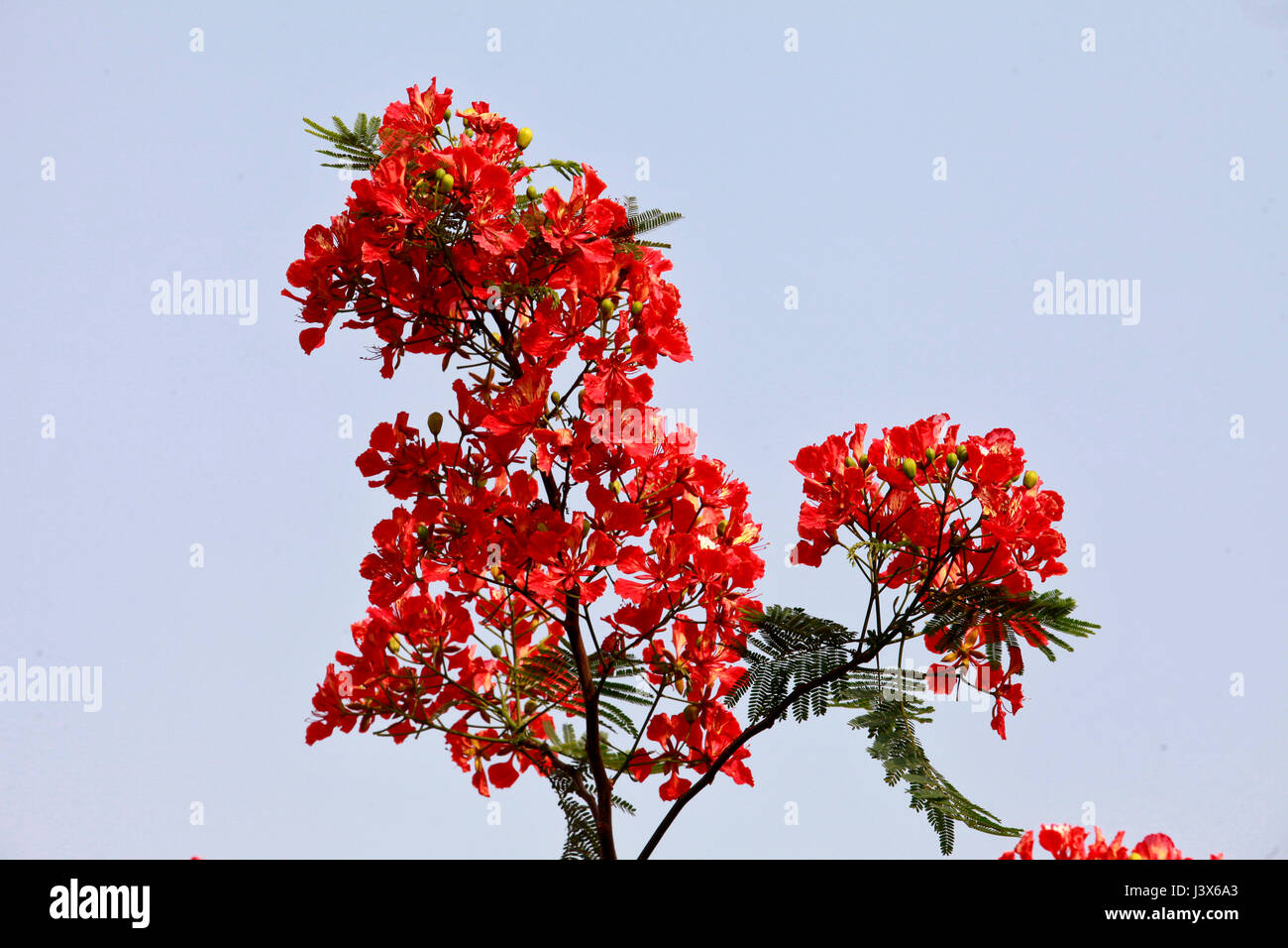 Krishnachura flower hi-res stock photography and images - Alamy