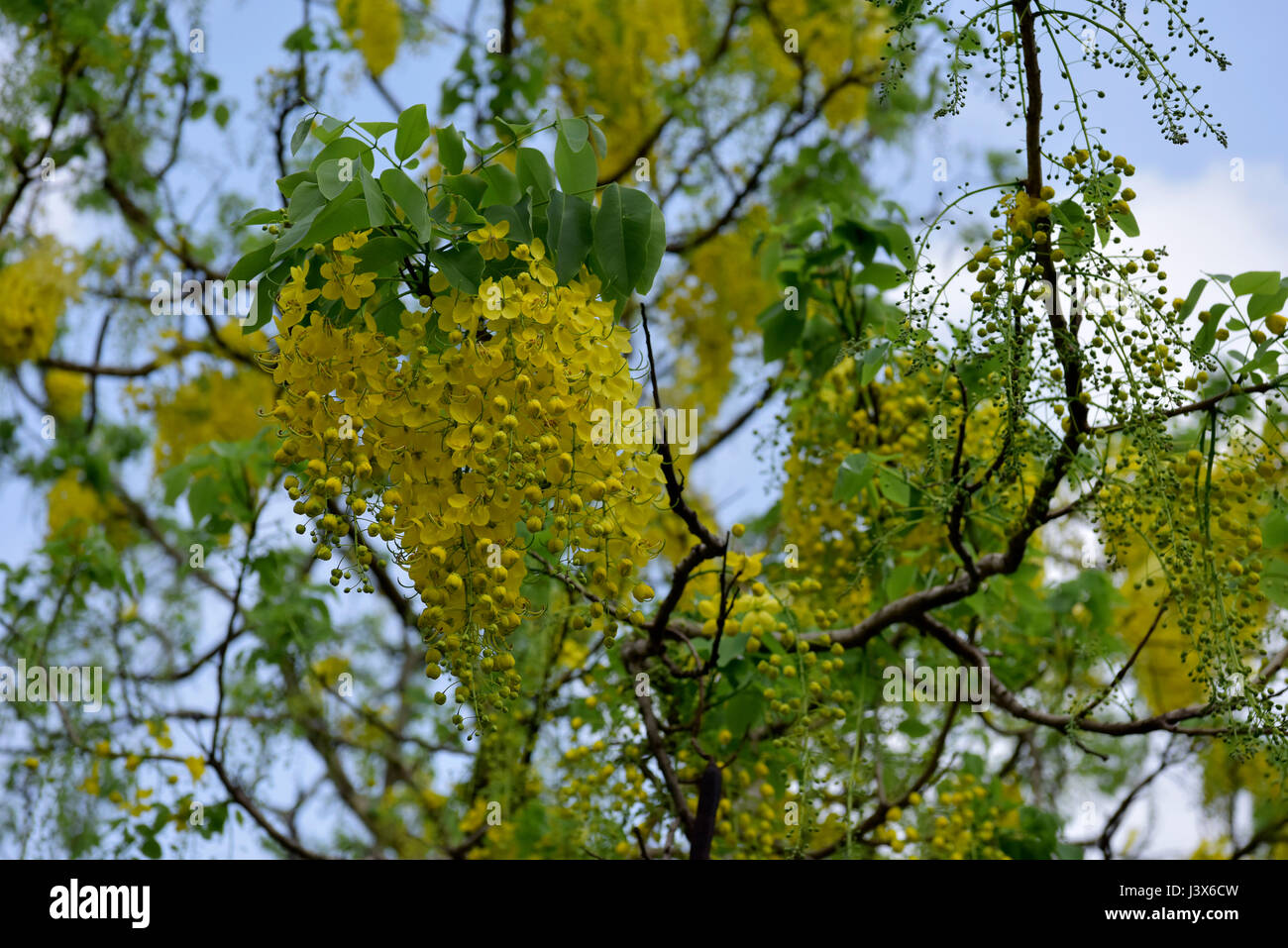 Dhaka, Bangladesh. 08th May, 2017. Cassia fistula, known as the golden ...