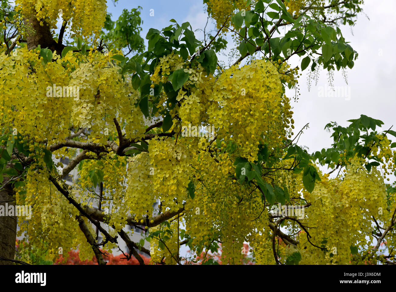Dhaka, Bangladesh. 08th May, 2017. Cassia fistula, known as the golden ...