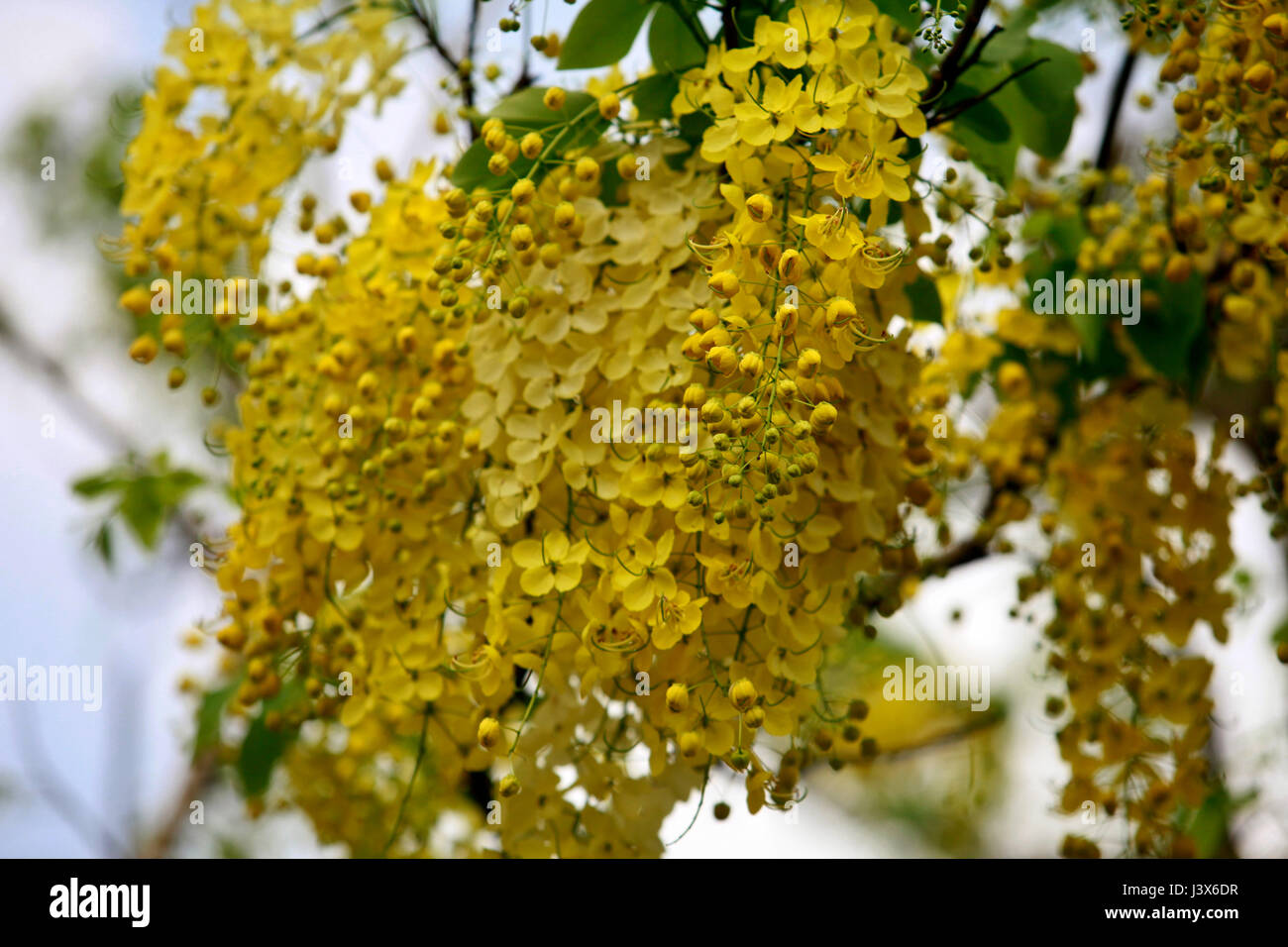 Dhaka, Bangladesh. 08th May, 2017. Cassia fistula, known as the golden ...
