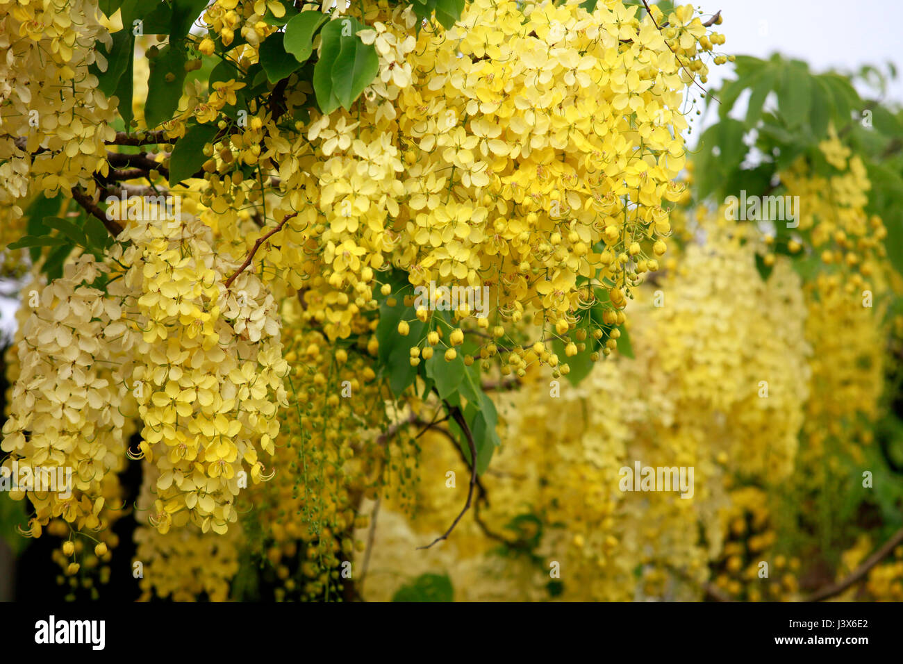 Dhaka, Bangladesh. 08th May, 2017. Cassia fistula, known as the golden ...