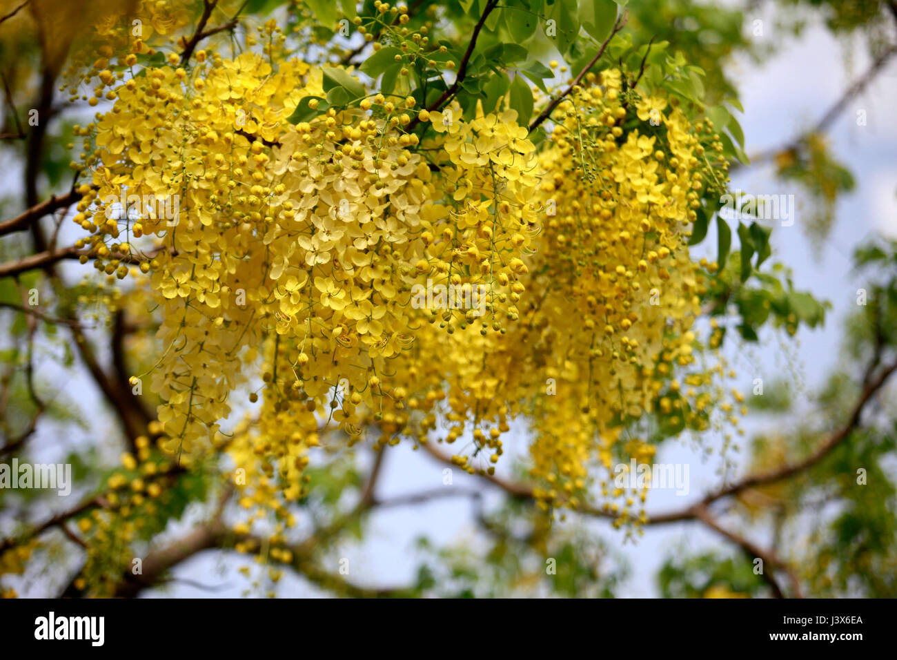 Sonalu ful hi-res stock photography and images - Alamy