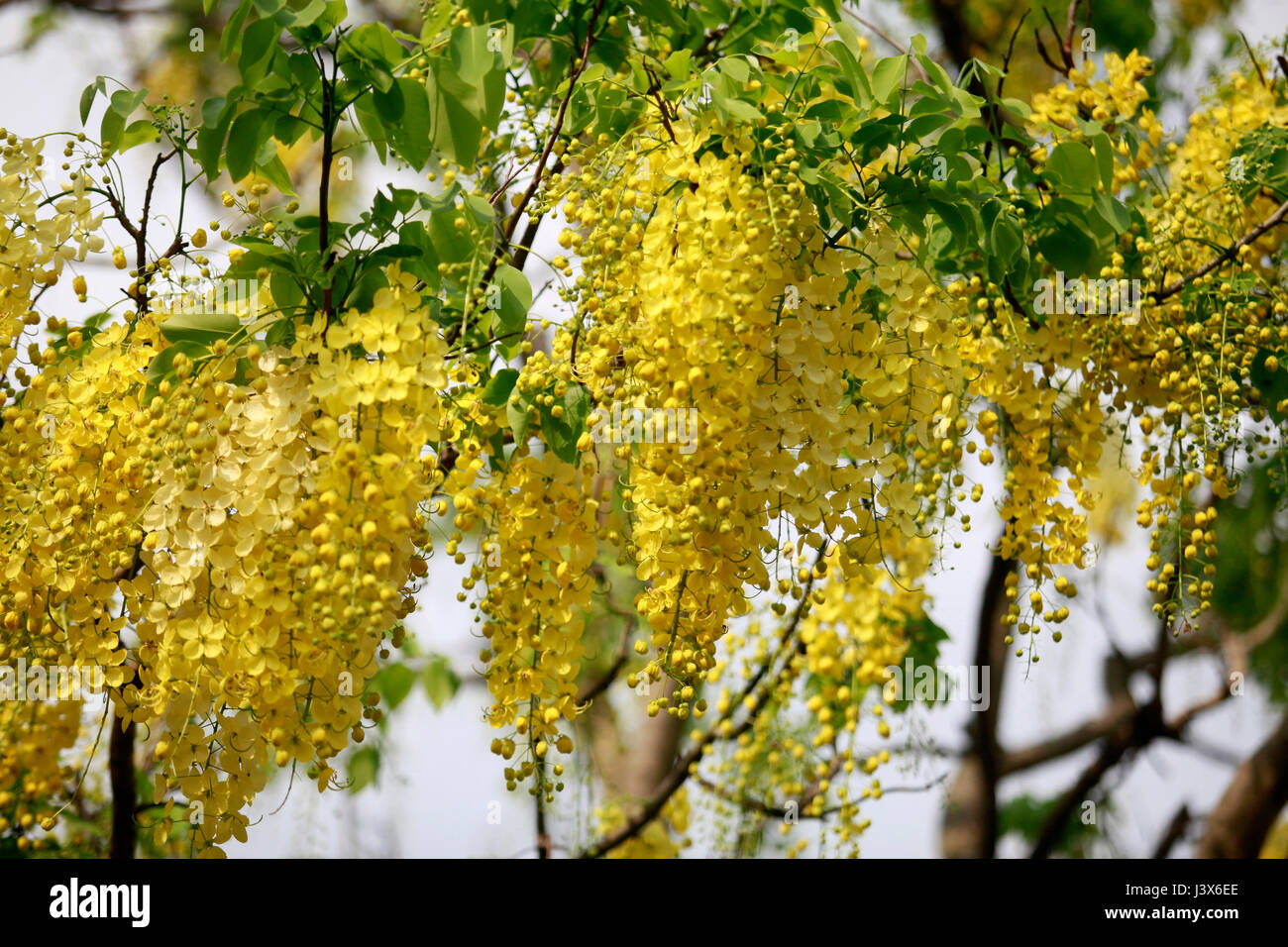 Dhaka, Bangladesh. 08th May, 2017. Cassia fistula, known as the golden ...