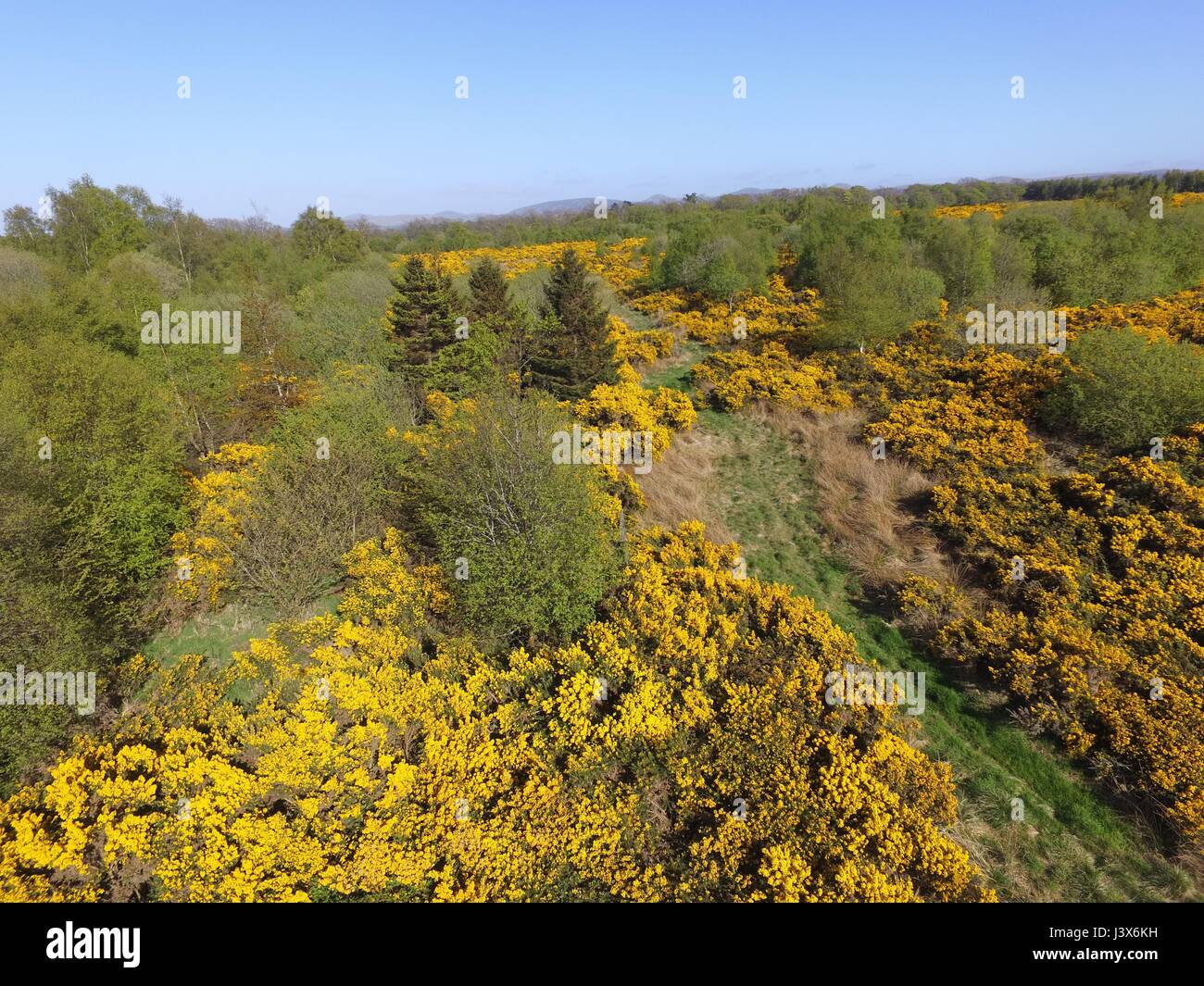 West Calder, UK. 8th May, 2017. Continuing good weather provides a ...