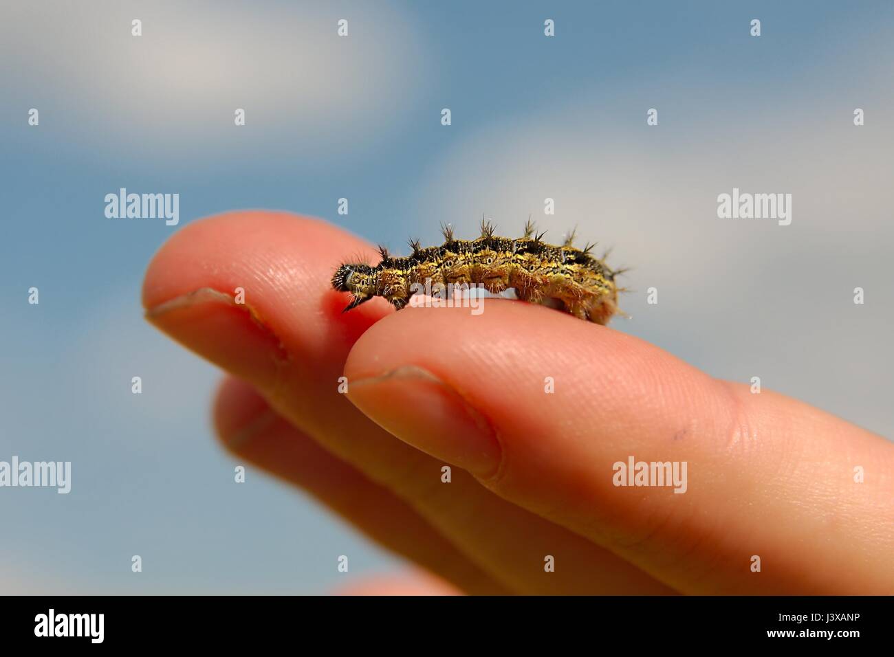 Caterpillar crawling on human hand Stock Photo - Alamy