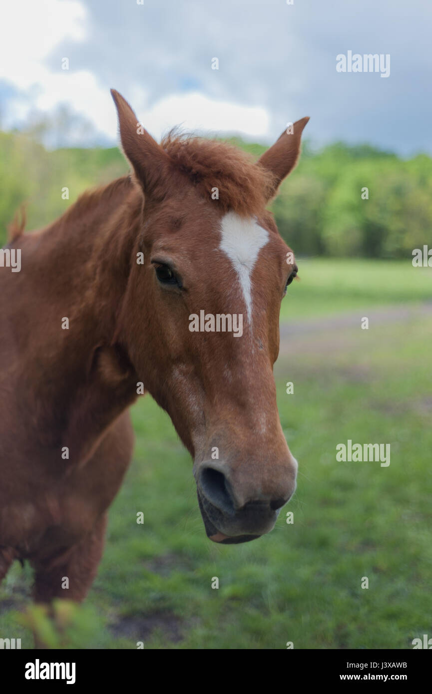Virginia horse pasture hi-res stock photography and images - Alamy