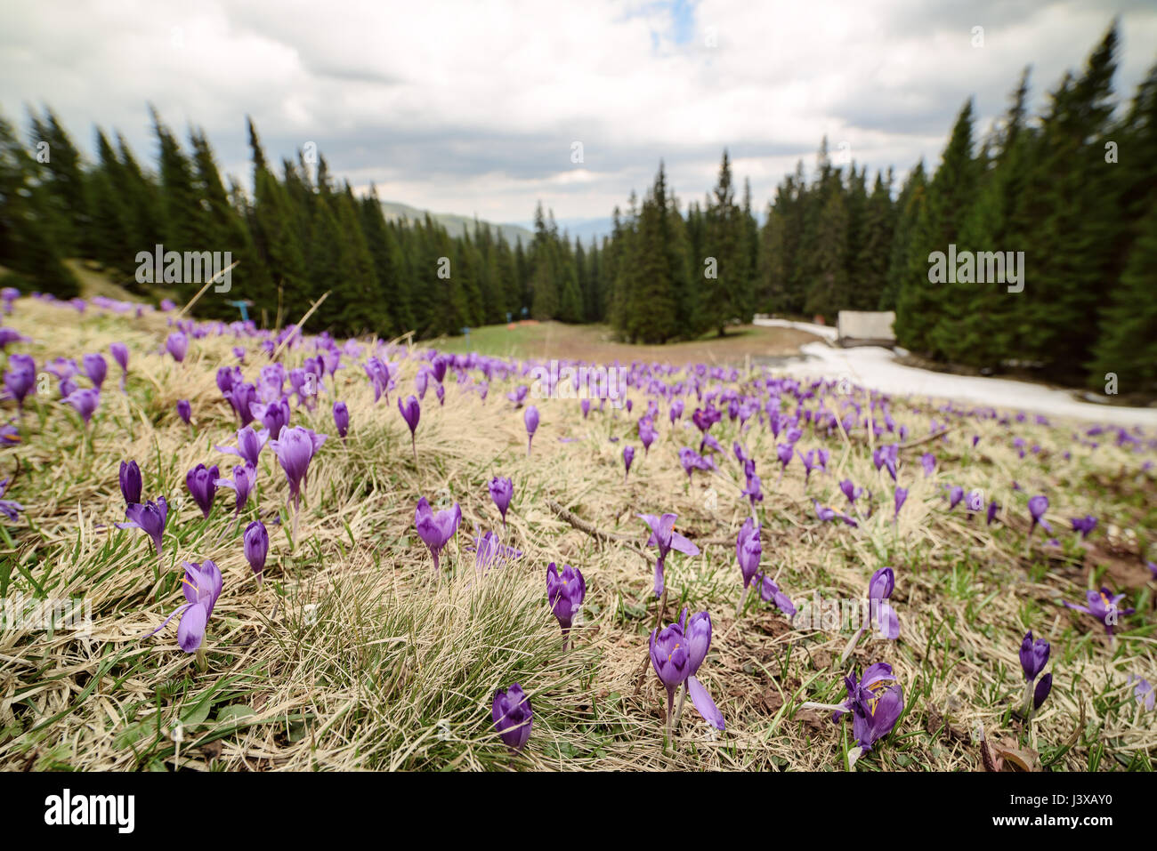Landscape with crocuses Stock Photo - Alamy