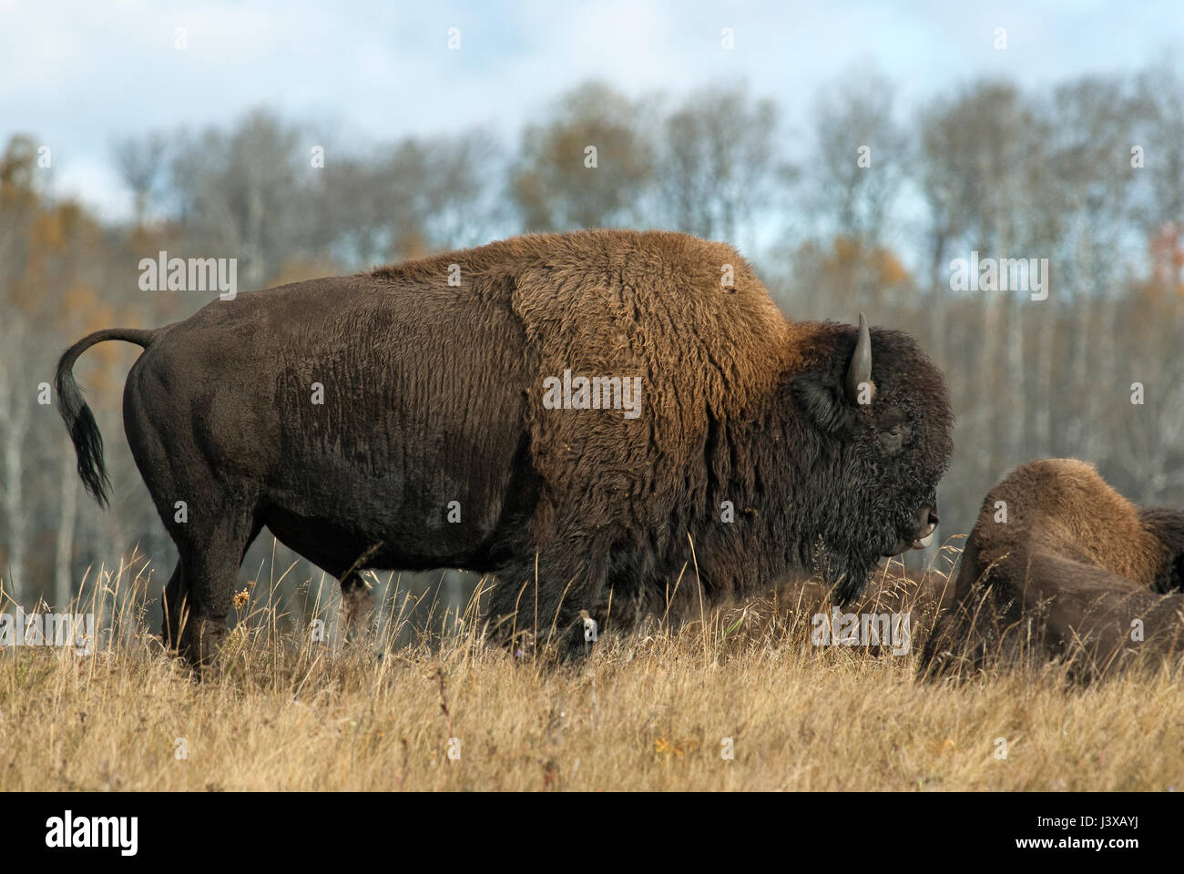 Bull american bison (Bison bison) in the Riding Mountain National Park ...