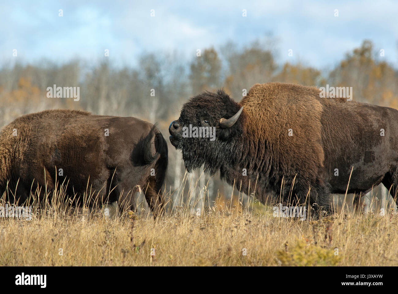 Bull american bison (Bison bison) smelling a female, Riding Mountain ...