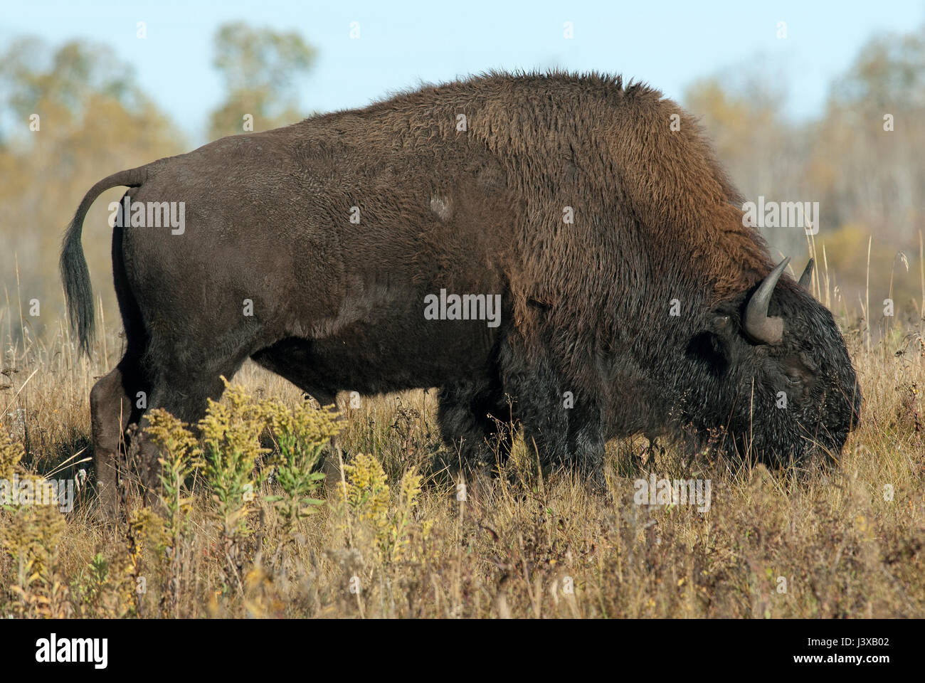 Bull american bison (Bison bison) in the Riding Mountain National Park ...