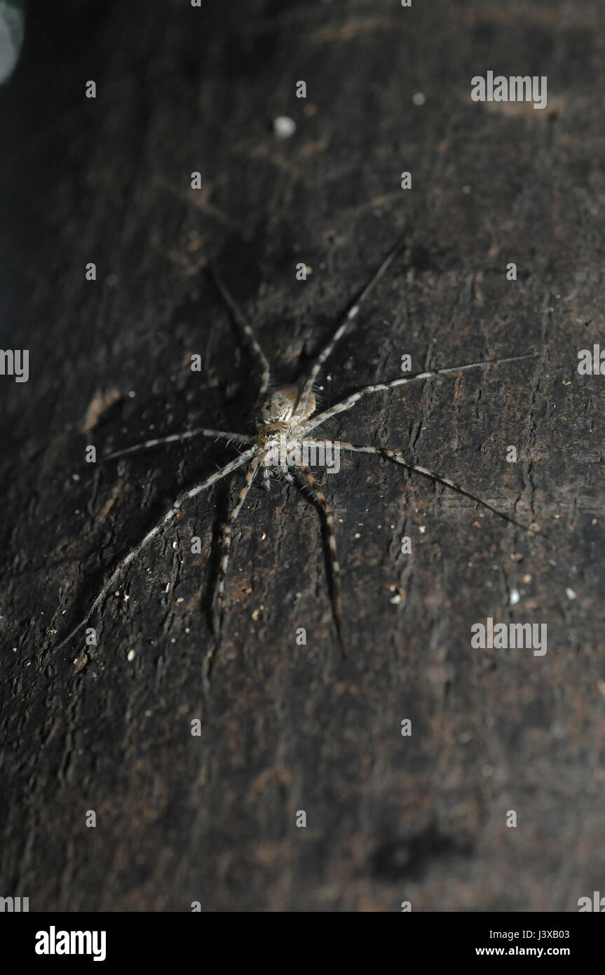 Unidentified amazonian spider, poosibly a longlegged water sider ...