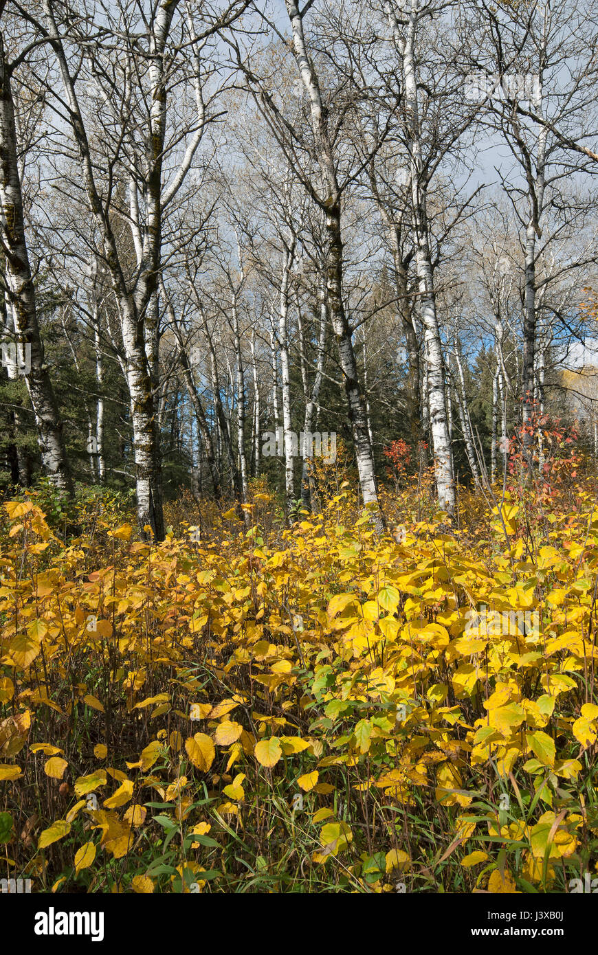 Riding mountain national park manitoba hi-res stock photography and ...