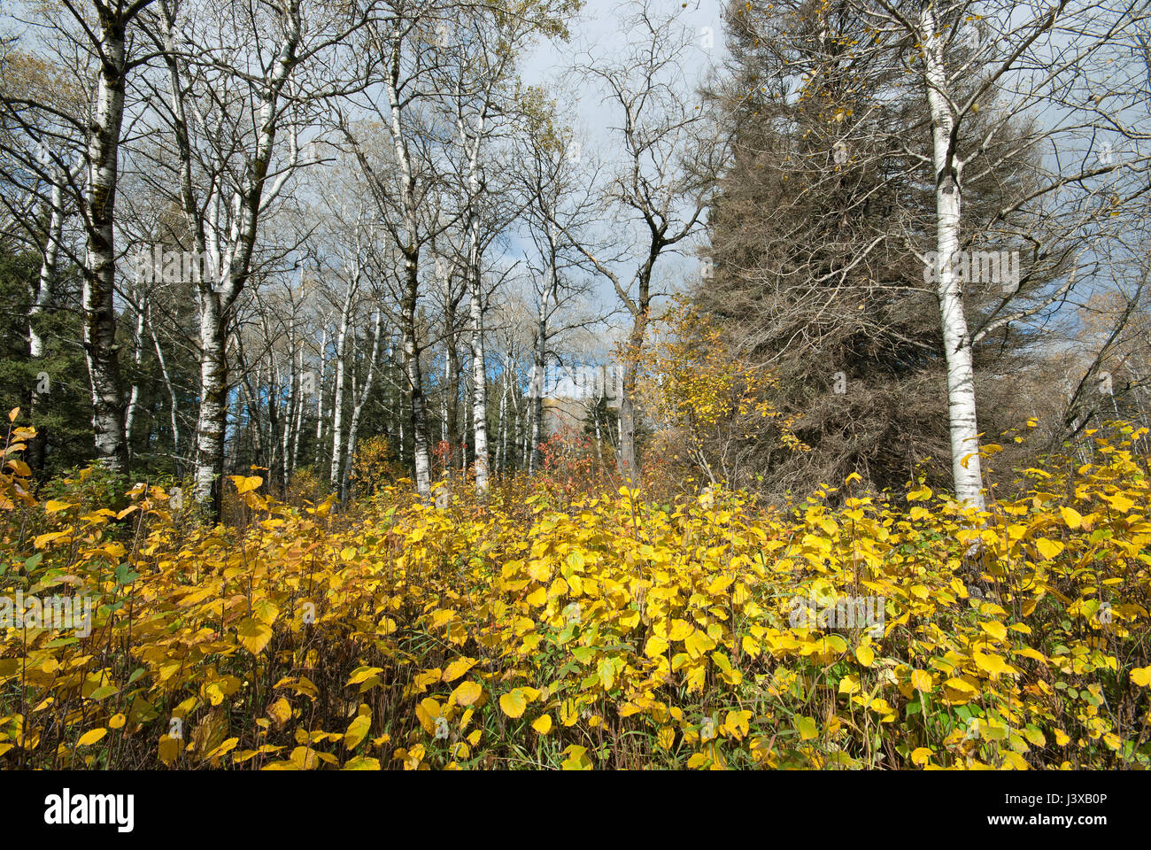 Fall foliage at Riding Mountain National Park, Manitoba, Canada Stock ...