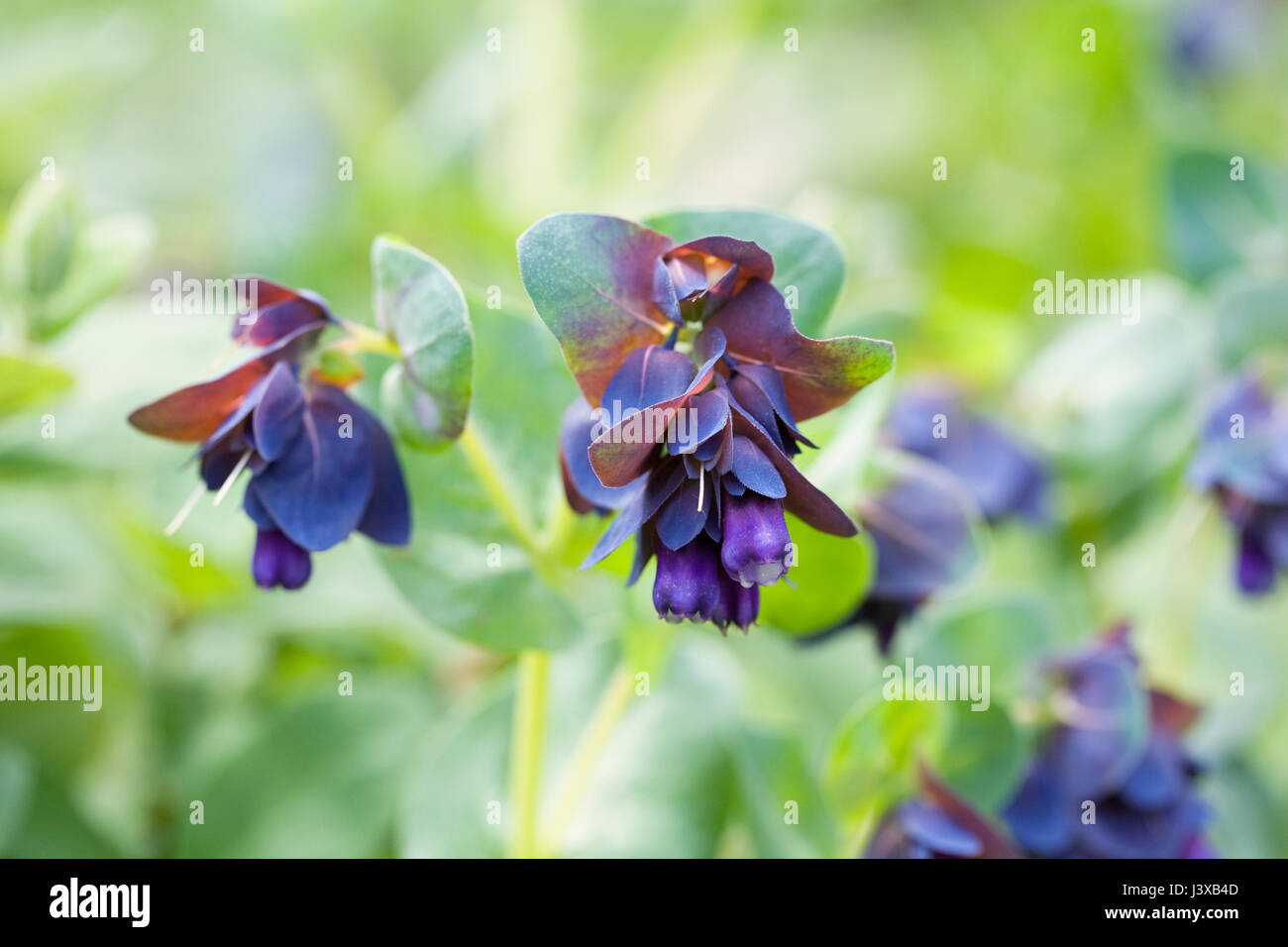 Cerinthe major Purpurascens flowers in Spring. Honeywort flower Stock ...