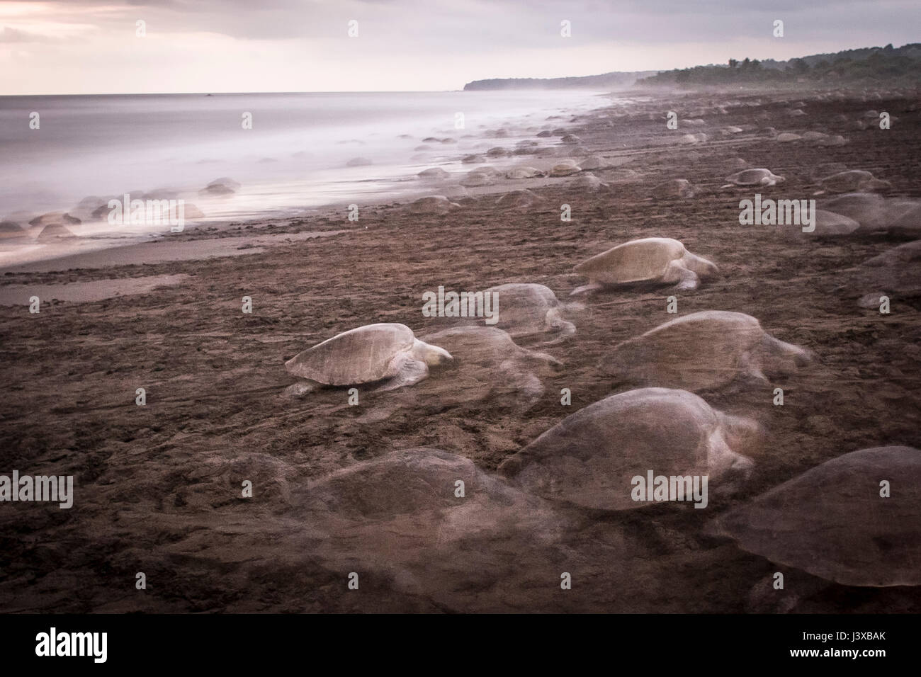 Thousands of olive ridley sea turtles (Lepidochelys olivacea) climbing ...