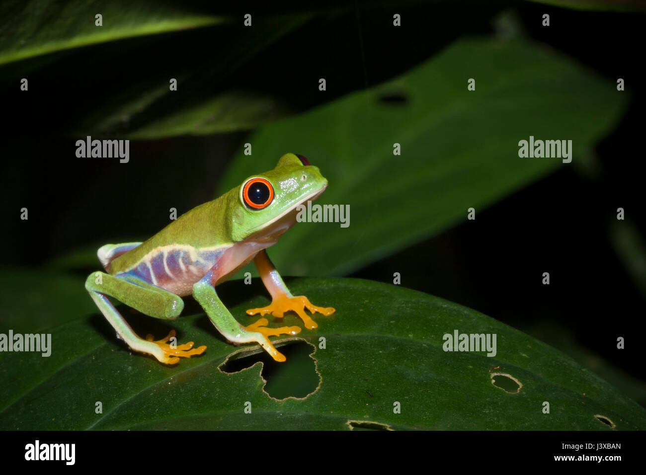 Red-eyed tree frog (Agalychnis callidryas), a colorful treefrog, on a ...