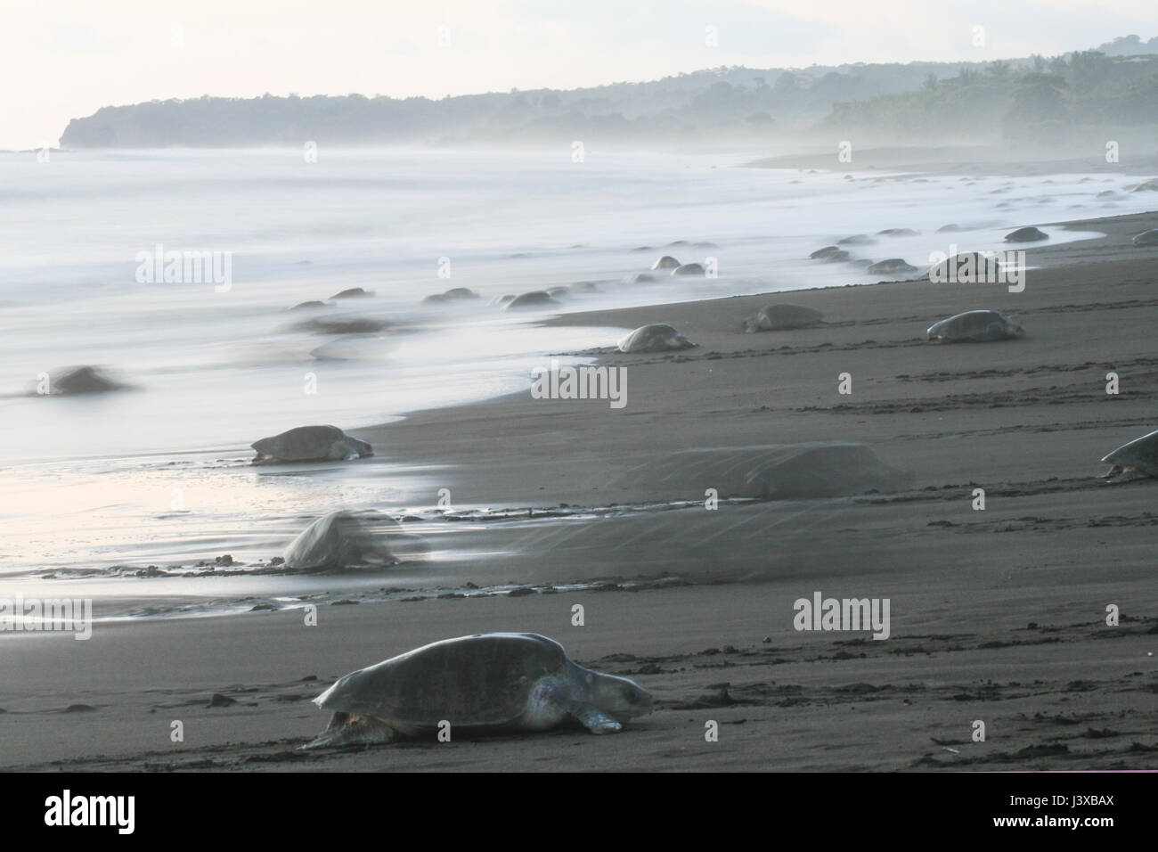 Thousands of olive ridley sea turtles (Lepidochelys olivacea) climb ...