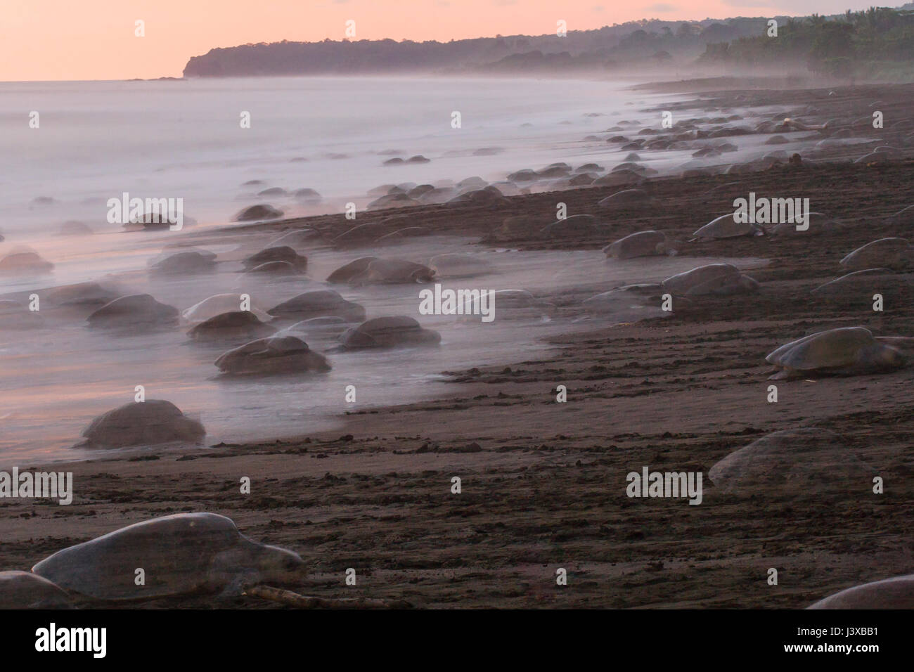 Thousands of olive ridley sea turtles (Lepidochelys olivacea) climb ...