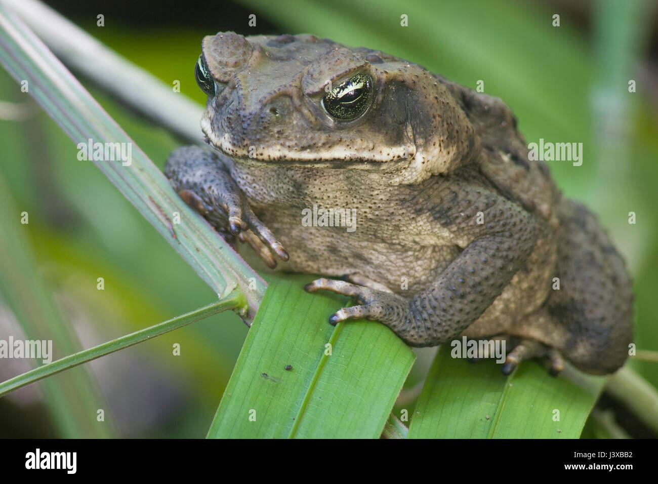 Front view of a cane toad, Rhinella marina Stock Photo - Alamy