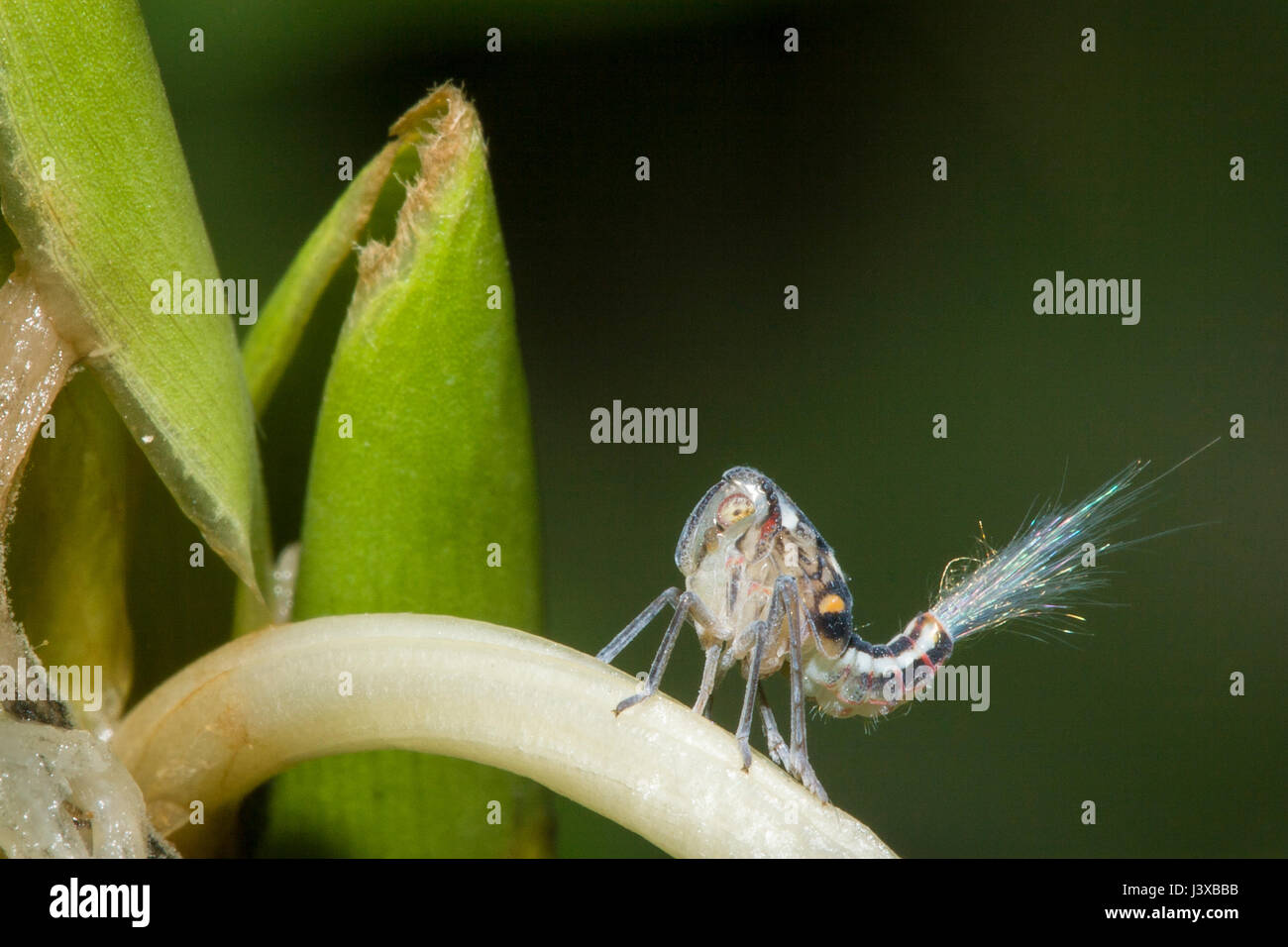 A planthopper nyph with waxy fillaments emerging from its posterior end ...