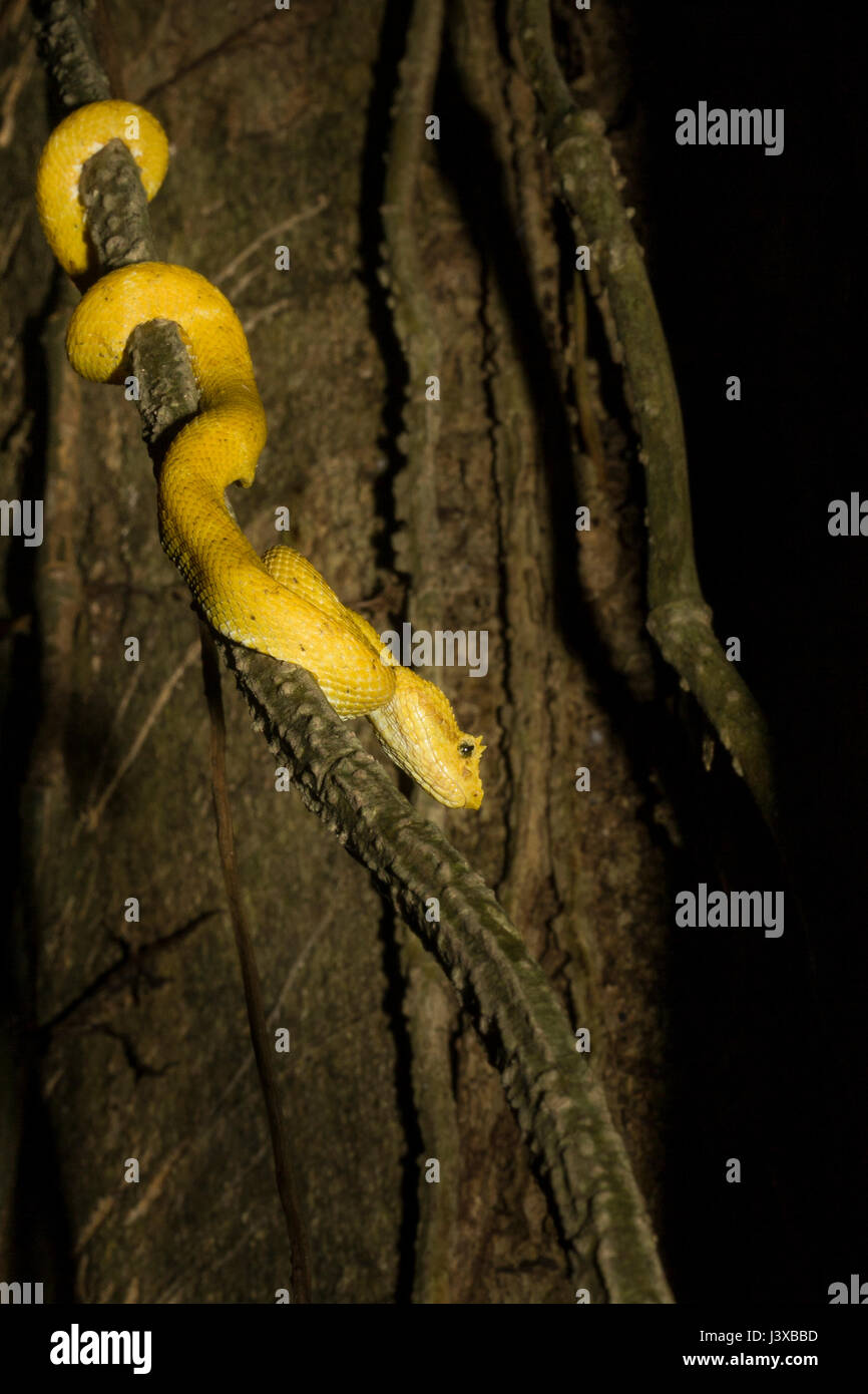 Yellow eyelash pit viper, Bothriechis schlegelii; a highly venomous ...