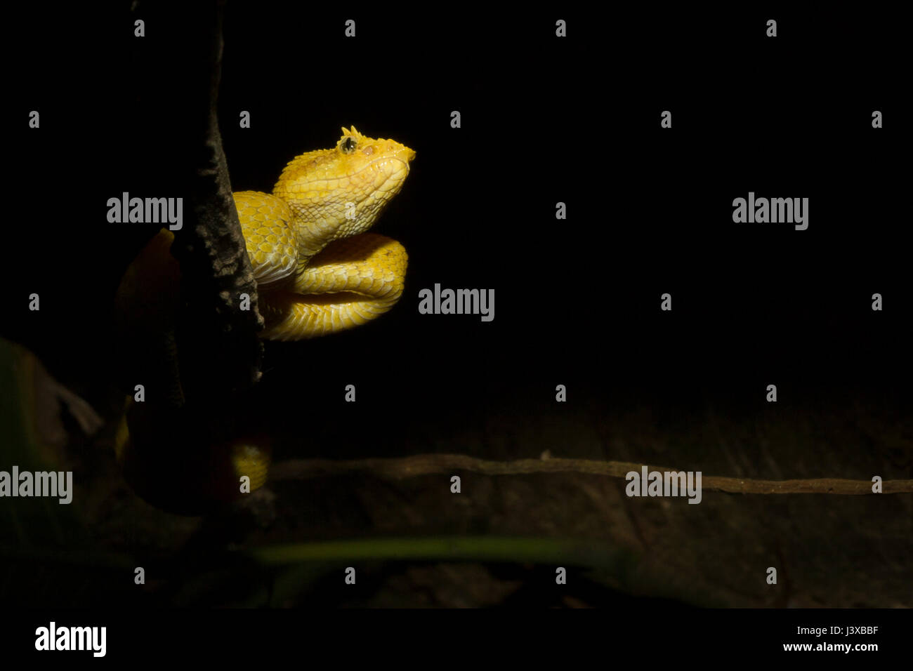 Yellow eyelash pit viper, Bothriechis schlegelii; a highly venomous ...