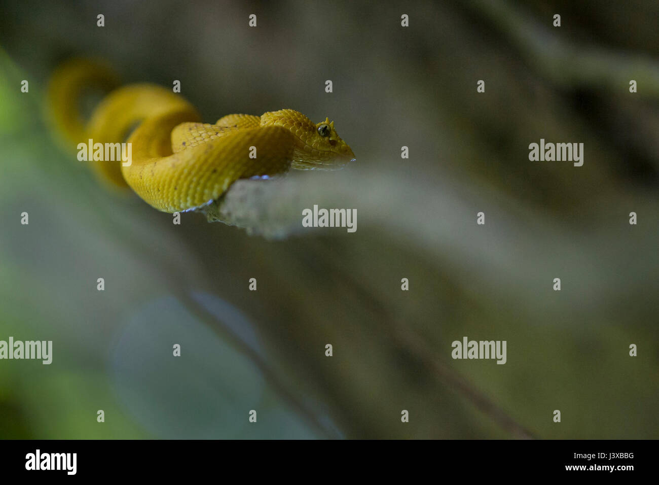 Yellow eyelash pit viper, Bothriechis schlegelii; a highly venomous ...