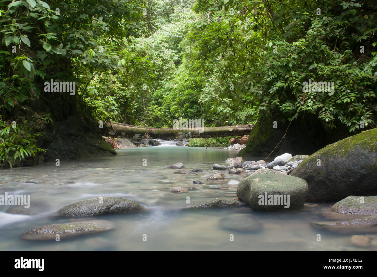 Lush tropical stream in the lowland rainforests of Panama Stock Photo ...
