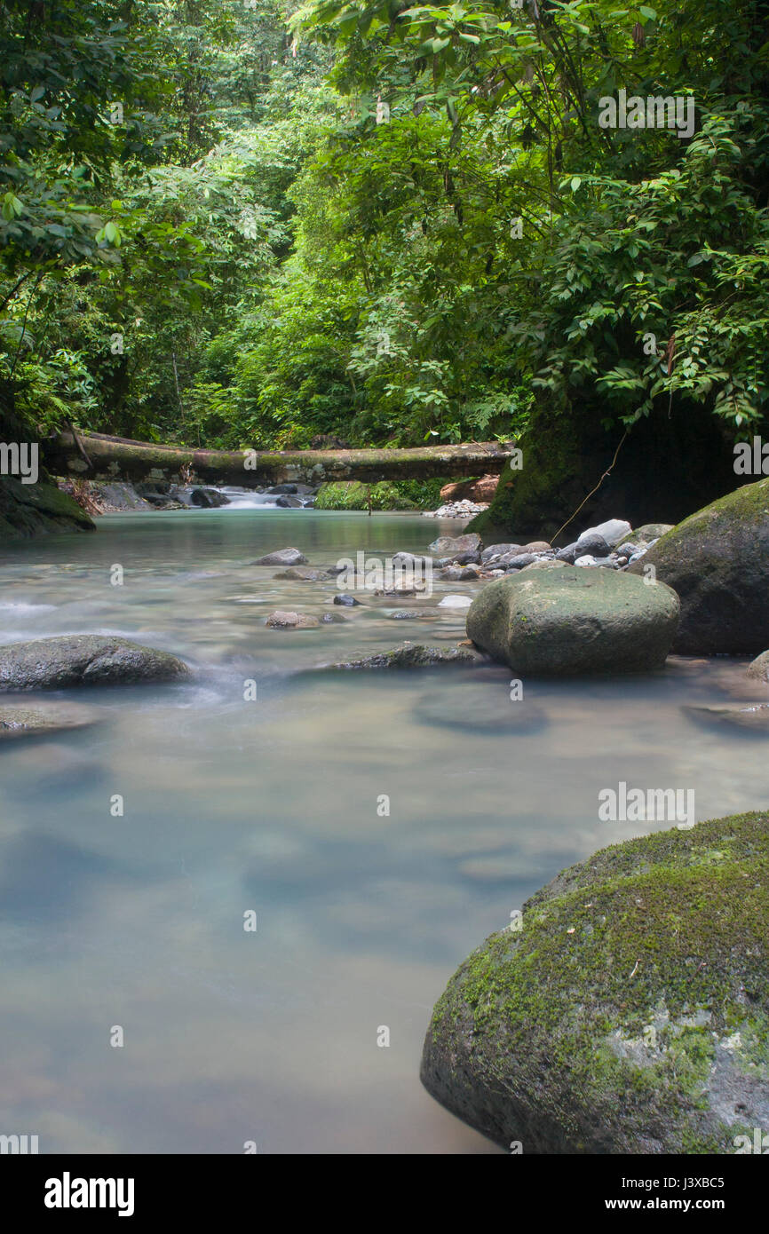 Lush tropical stream in the lowland rainforests of Panama Stock Photo ...
