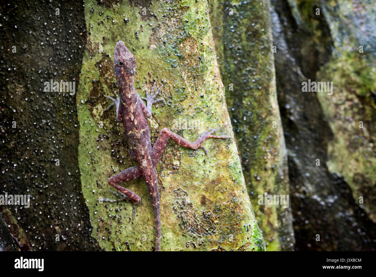 Anole in the lowland tropical rainforests of Costa Rica Stock Photo - Alamy
