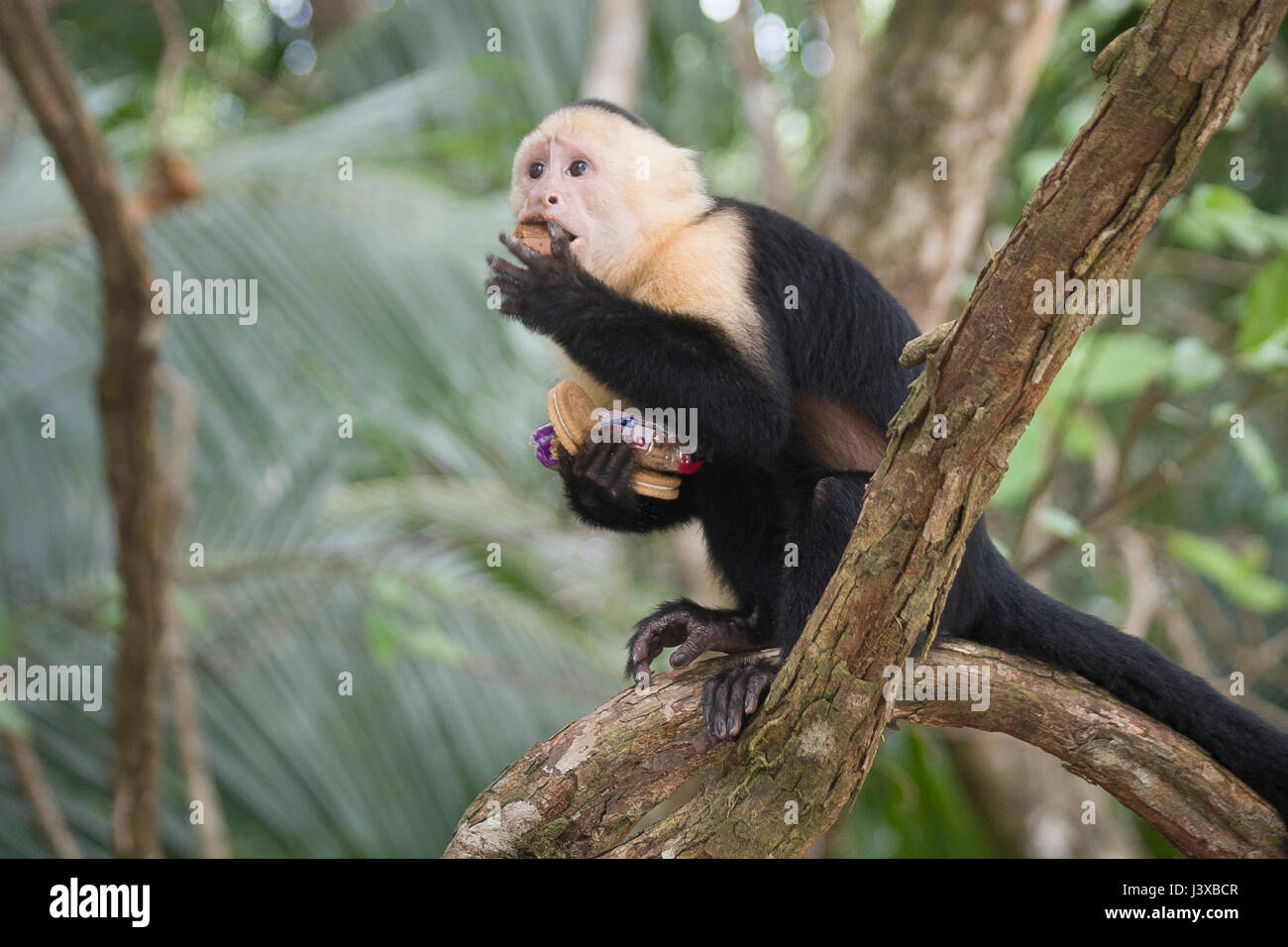 Wild white-headed capuchin monkey (Cebus capucinus) quickly eats an ...