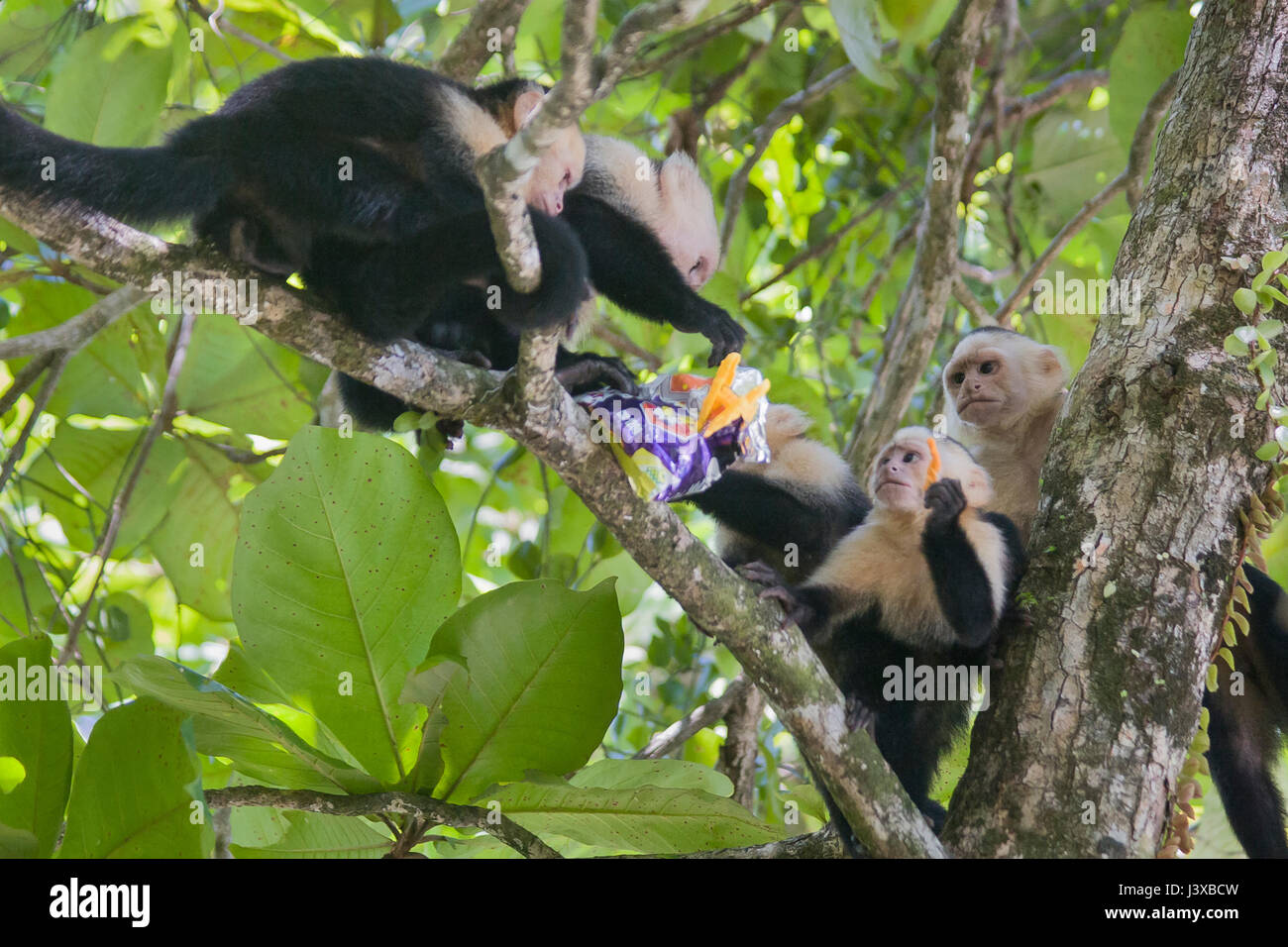 Capuchin Monkeys In The Wild