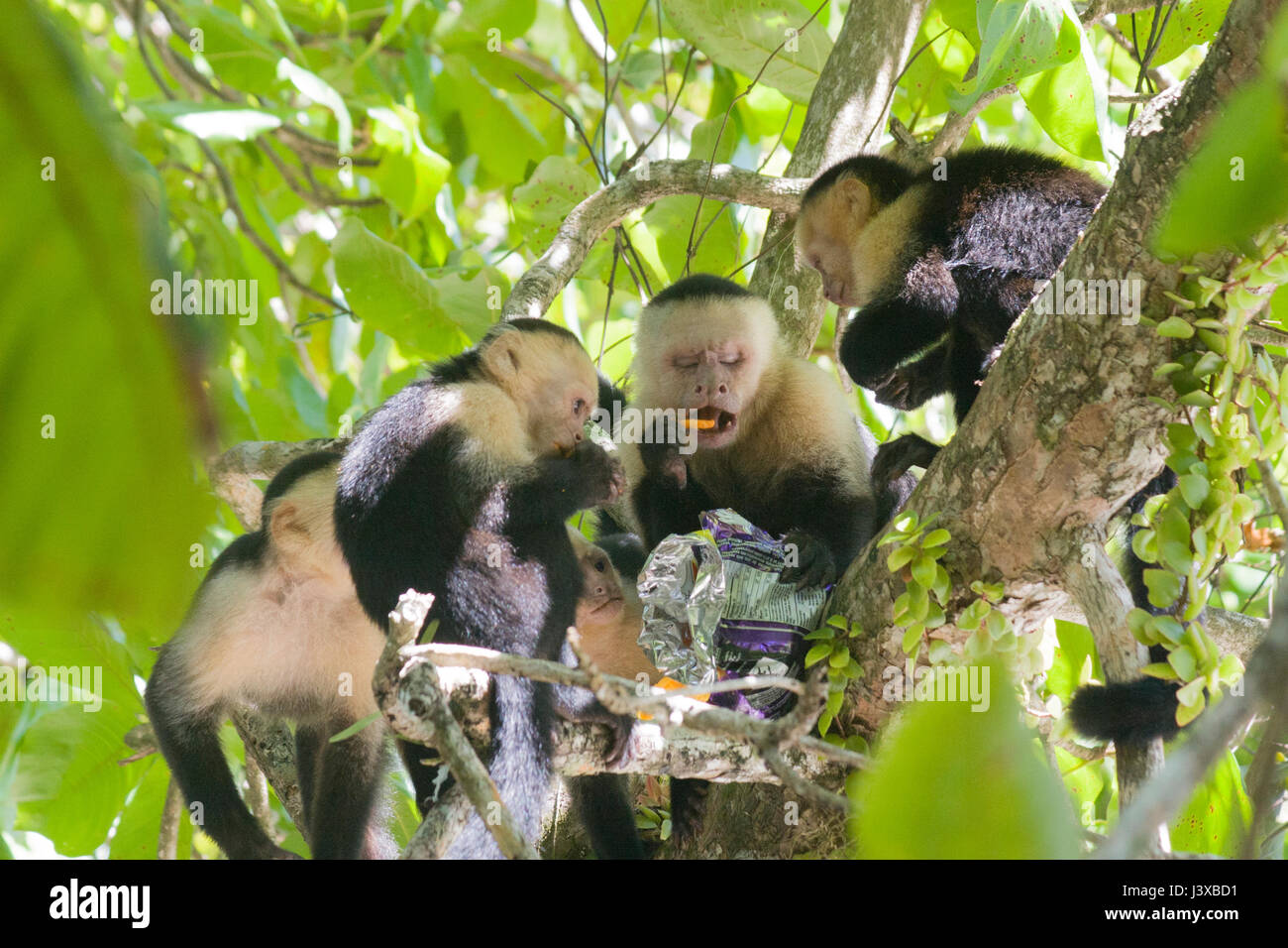 Capuchin Monkeys In The Wild