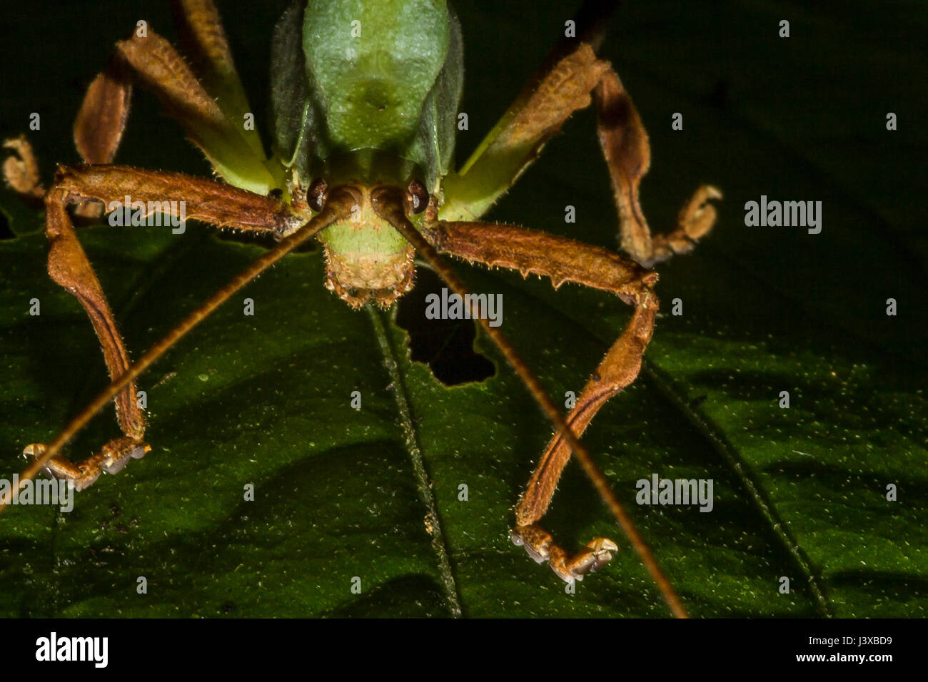 Close up of a katydid head and antennae Stock Photo - Alamy