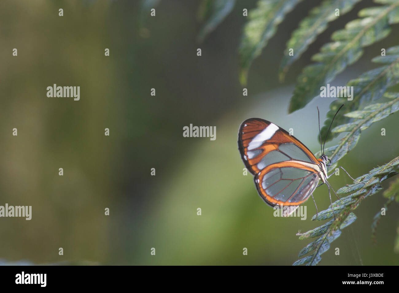 Clearwing butterfly perched on a leaf with an out of focus background ...
