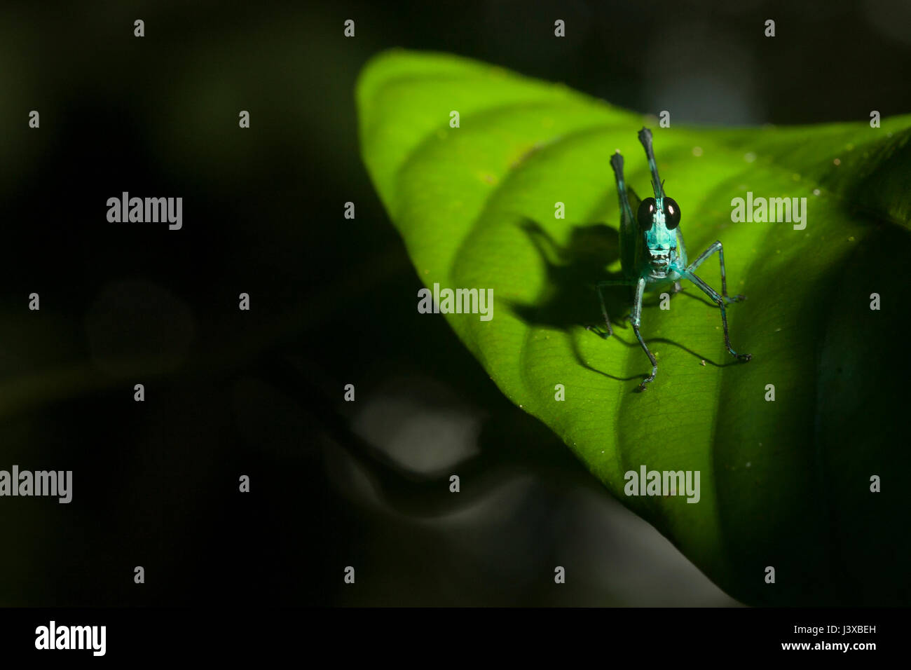 A blue grasshopper with large eyes in Gunung Leuser National Park ...
