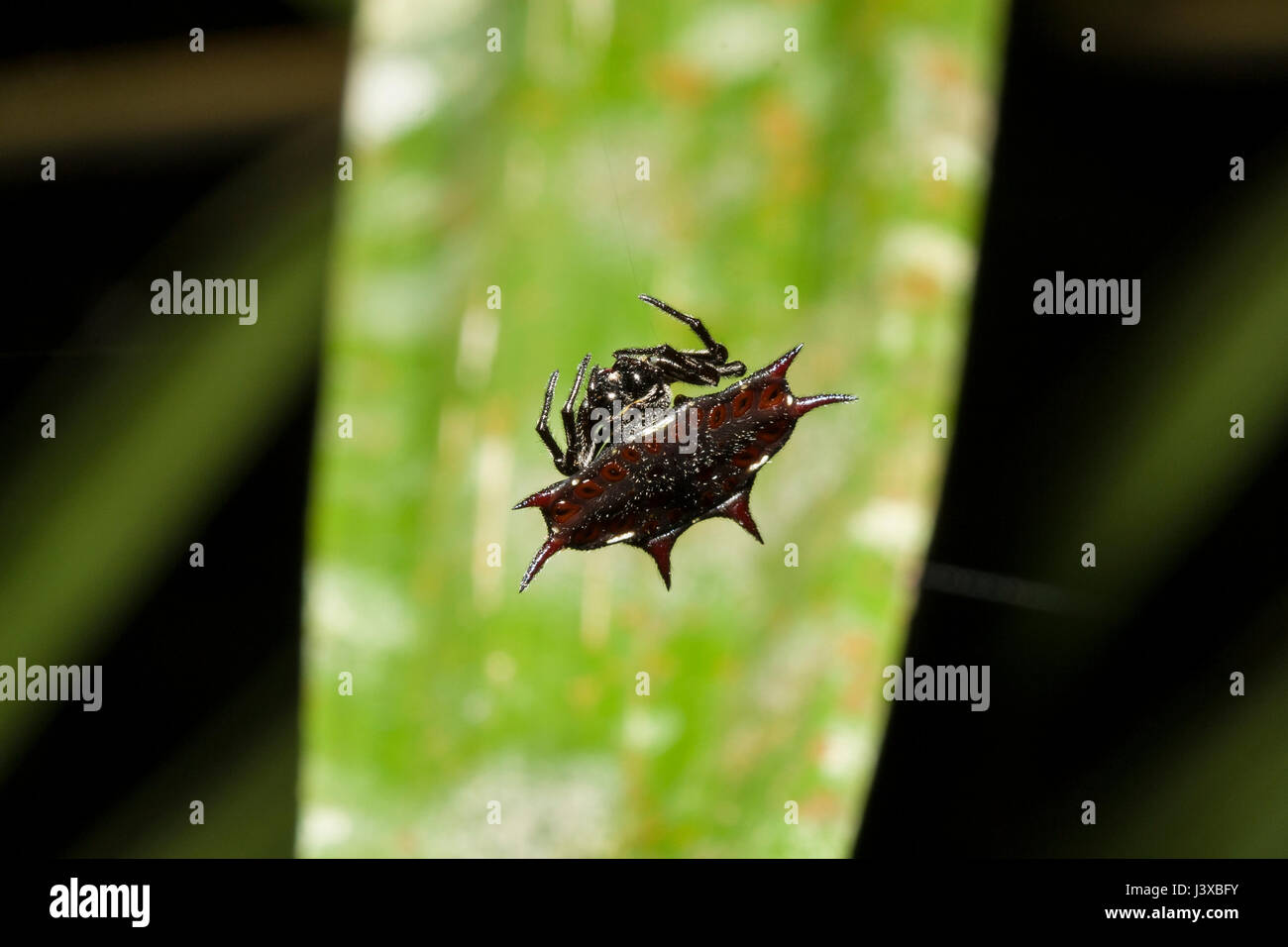 A spiny orb-weaving spider Stock Photo - Alamy