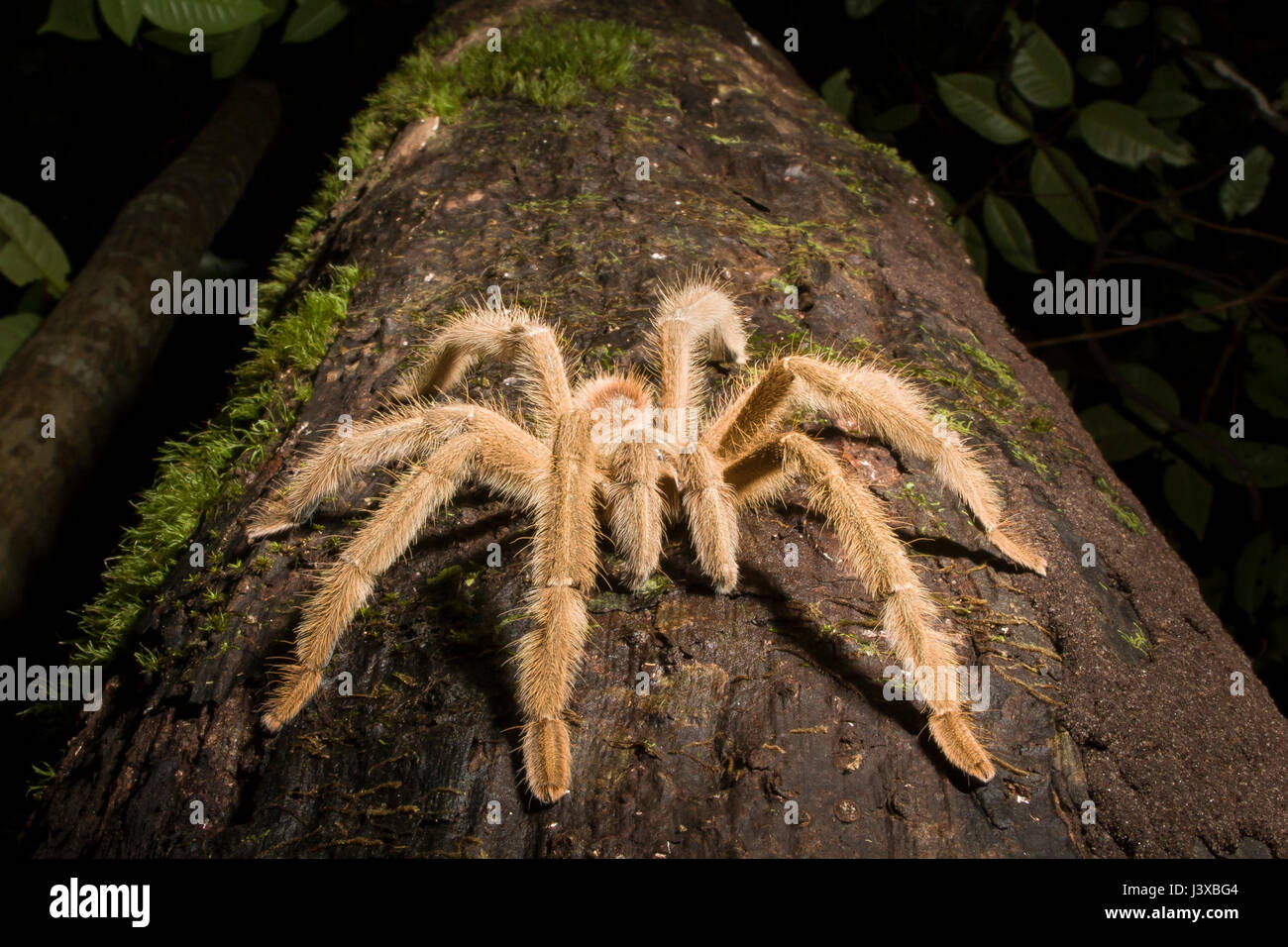 A very large tarantula on a tree trunk at night Stock Photo - Alamy