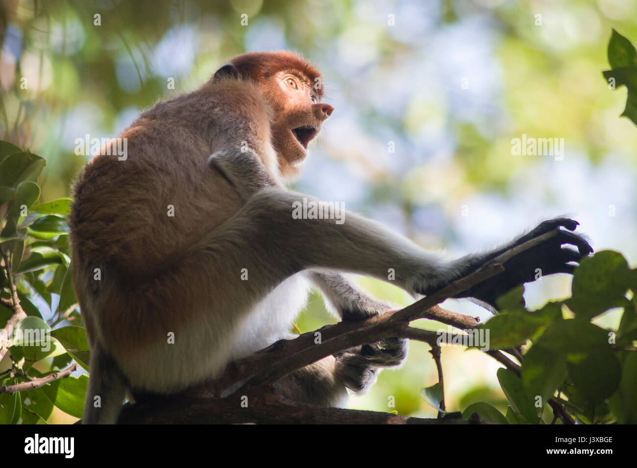 Big nose monkey hi-res stock photography and images - Alamy
