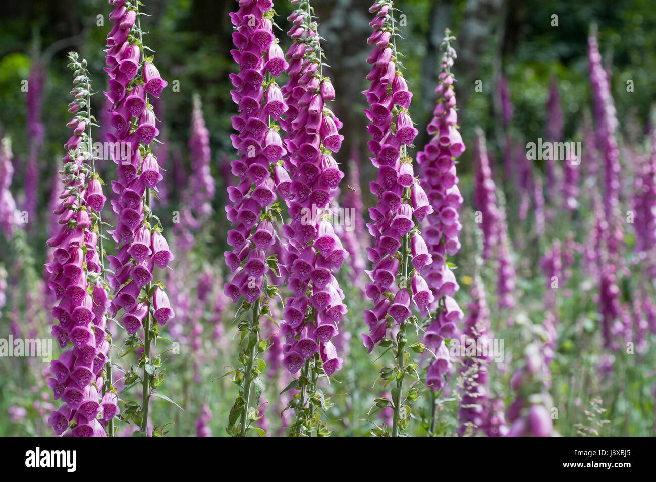 Digitalis sp hi-res stock photography and images - Alamy