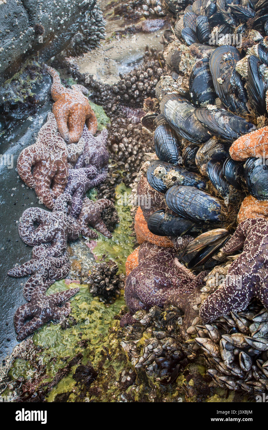 Oregon coast tidepool packed with sea creatures, including purple ...