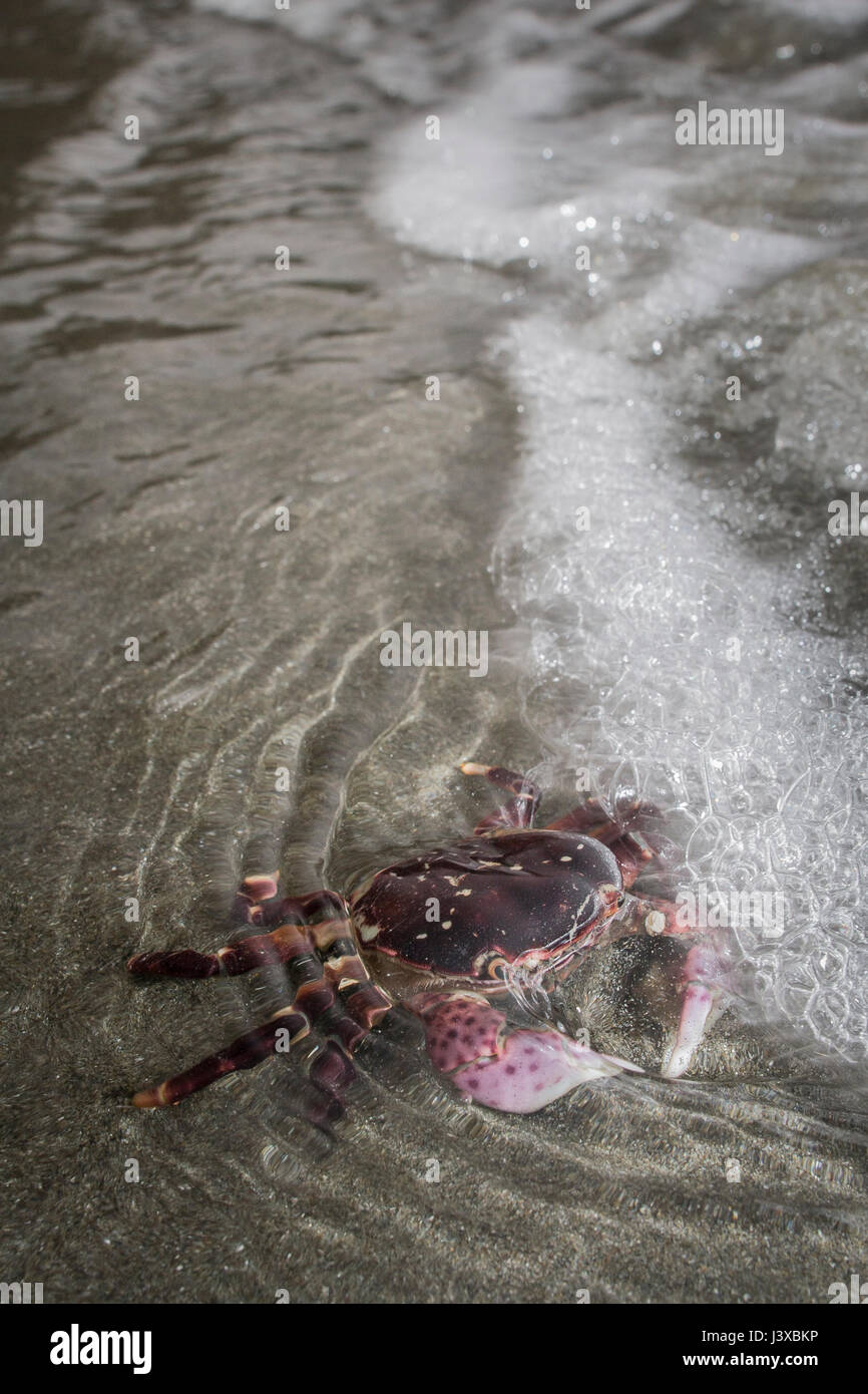 Purple shore crab (Hemigrapsus nudus) on the beach in Redwood National ...